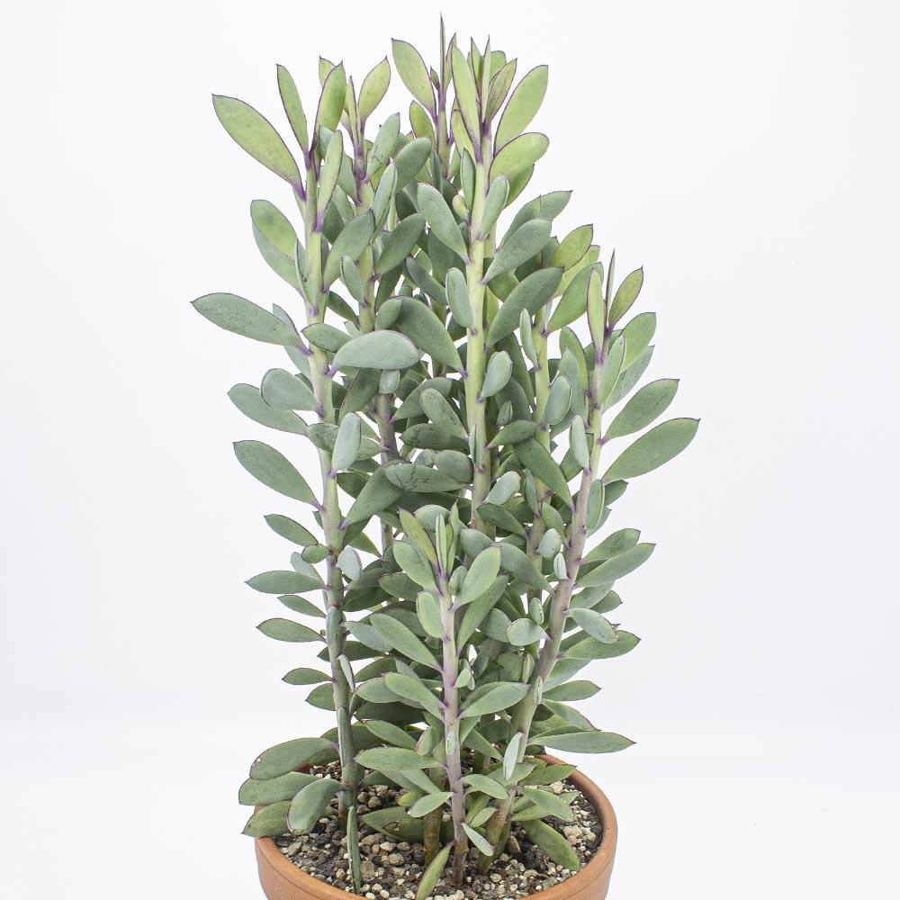 Kakteen Gautschi Senecio crassissimus - kaufen bei Galaxus