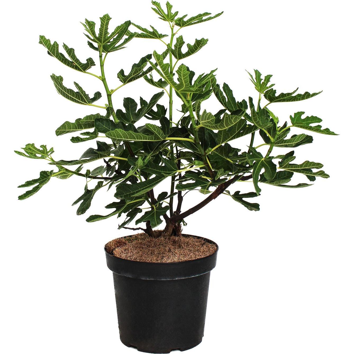 Zulauf Feigenbaum / Ficus carica Bergfeige - kaufen bei Galaxus